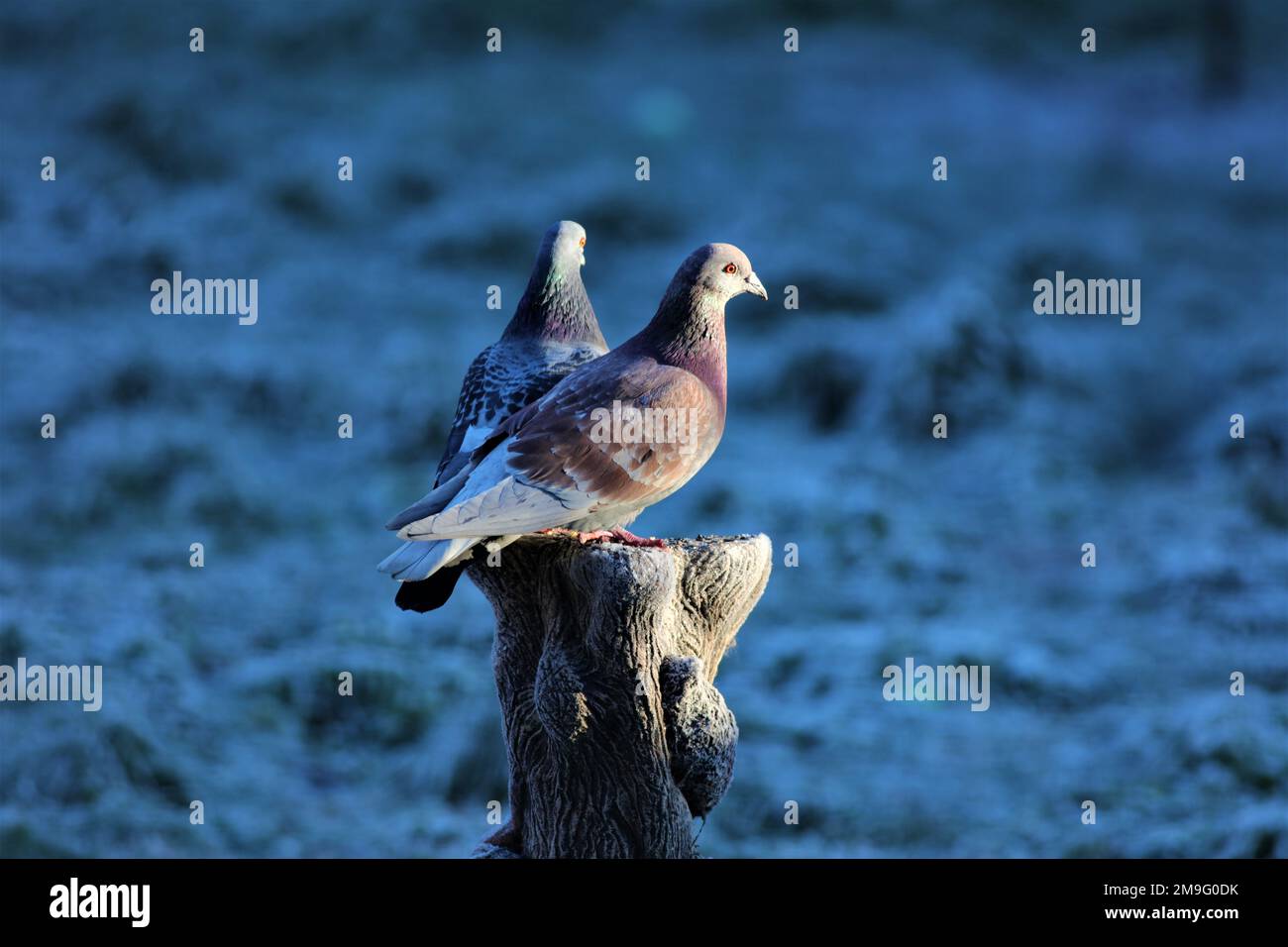 UK Domestic Pigeon Stock Photo - Alamy