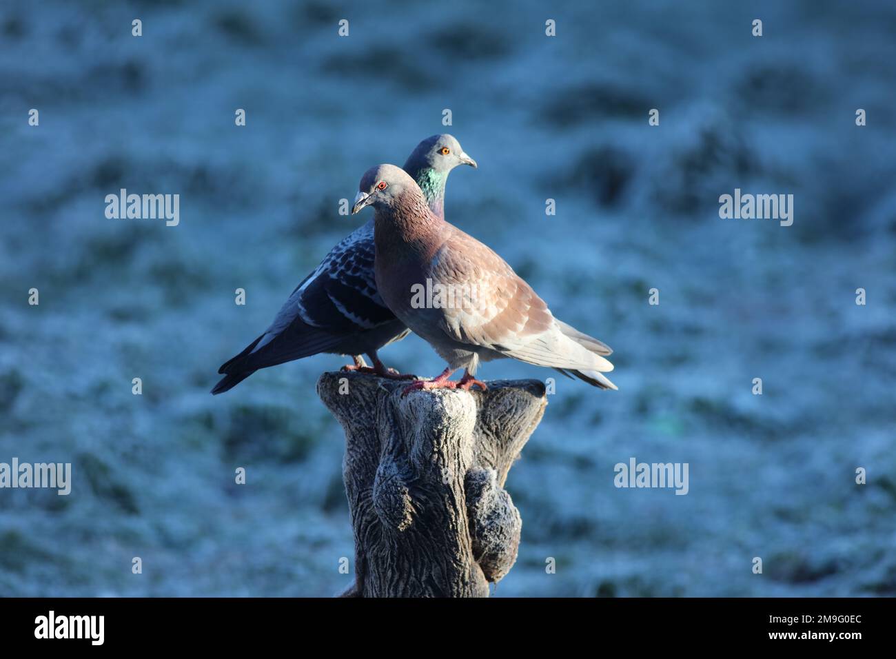 UK Domestic Pigeon Stock Photo - Alamy