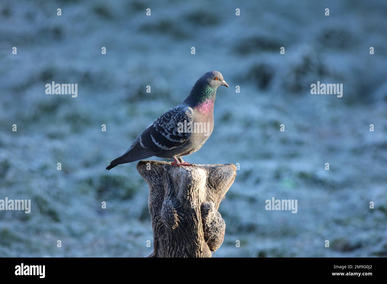 UK Domestic Pigeon Stock Photo - Alamy