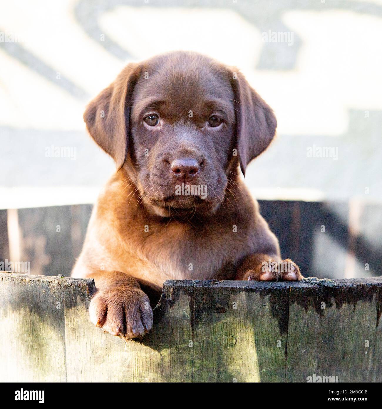 Cute Brown Lab Puppy