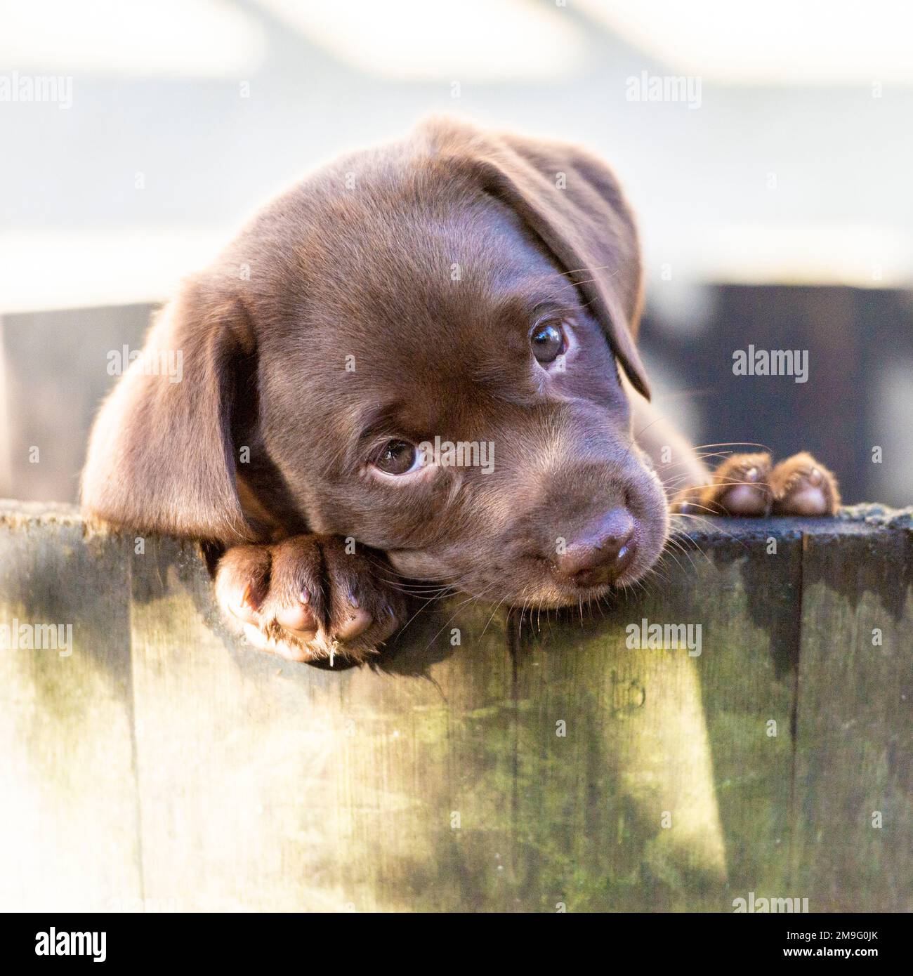 chocolate labrador, puppy Stock Photo - Alamy