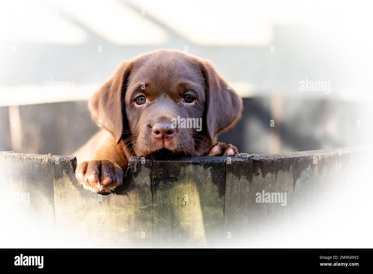 Chocolate labrador Puppy Stock Photo - Alamy
