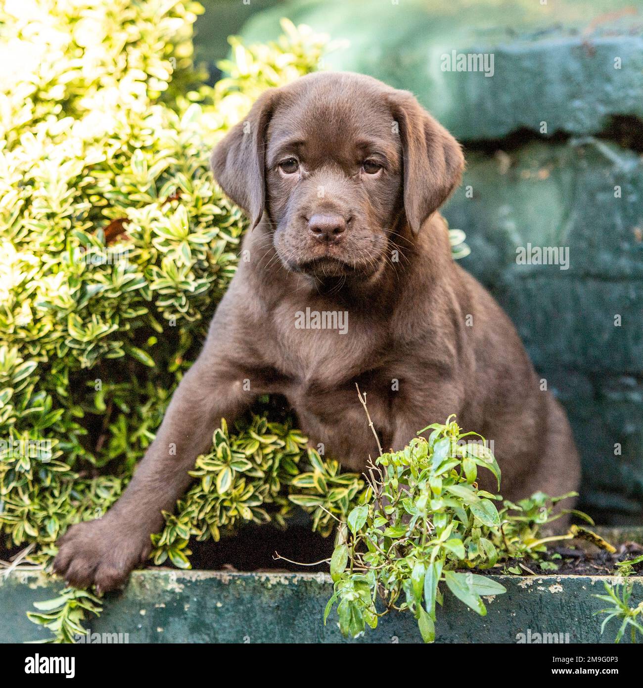 chocolate labrador, puppy Stock Photo - Alamy