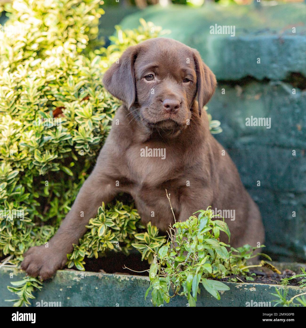 chocolate labrador, puppy Stock Photo - Alamy