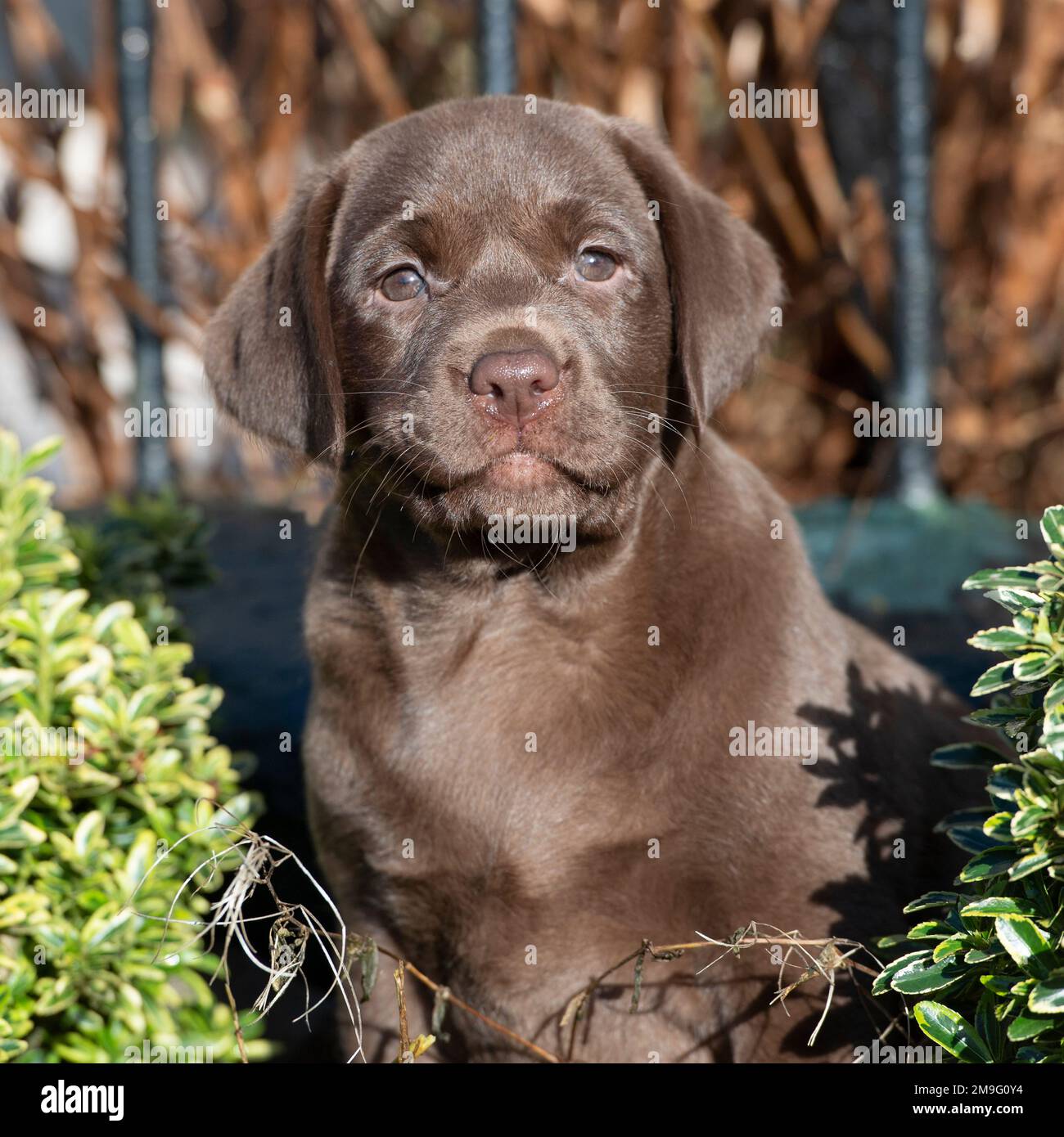 chocolate labrador, puppy Stock Photo - Alamy