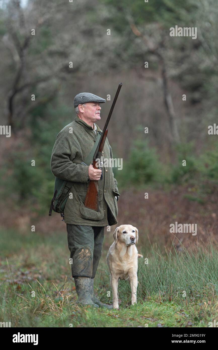 man rough shooting in woodland with a labrador Stock Photo - Alamy