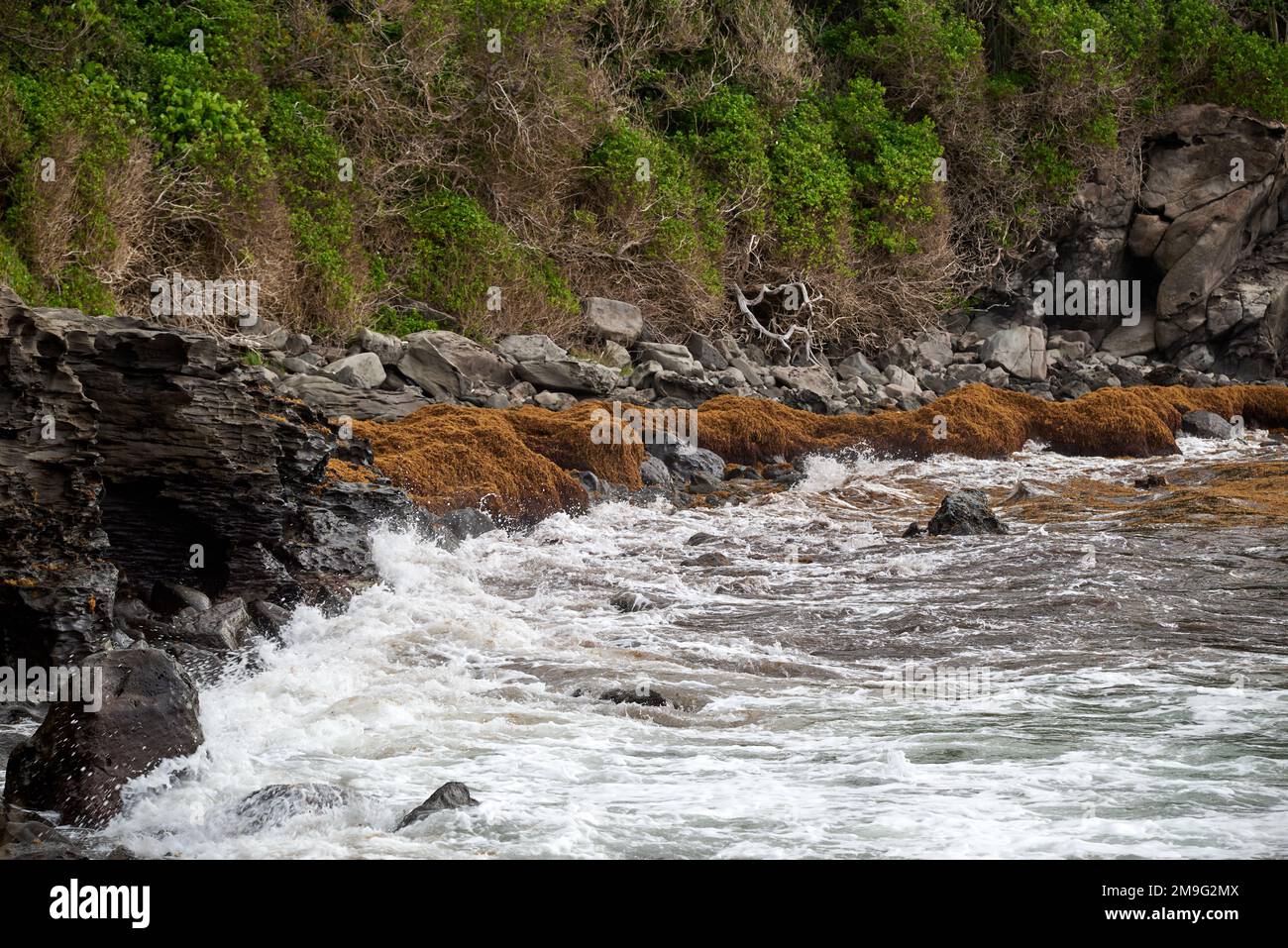 A scenic rocky seashore with bushes and trees Stock Photo - Alamy