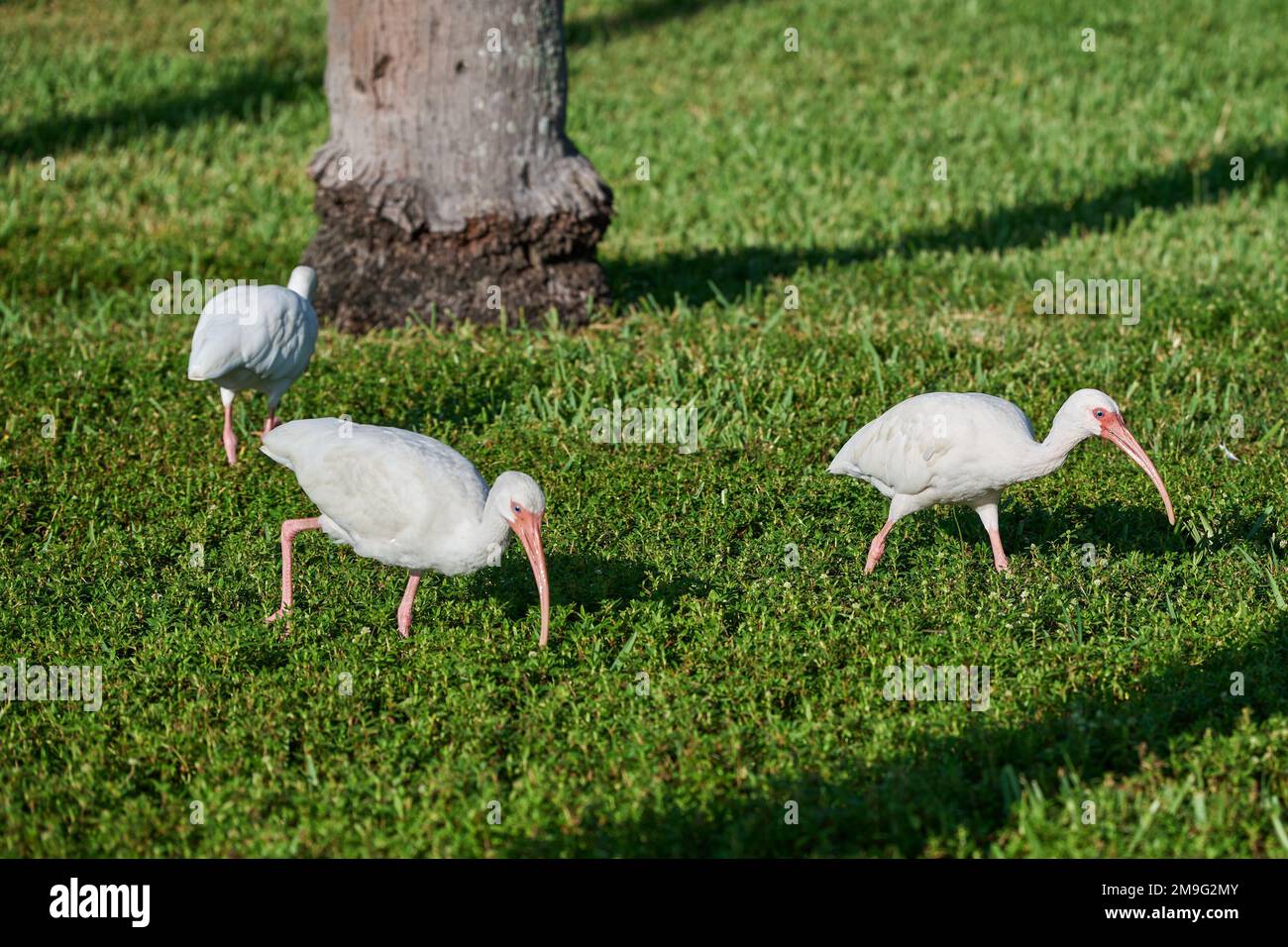 White ibises hi-res stock photography and images - Alamy
