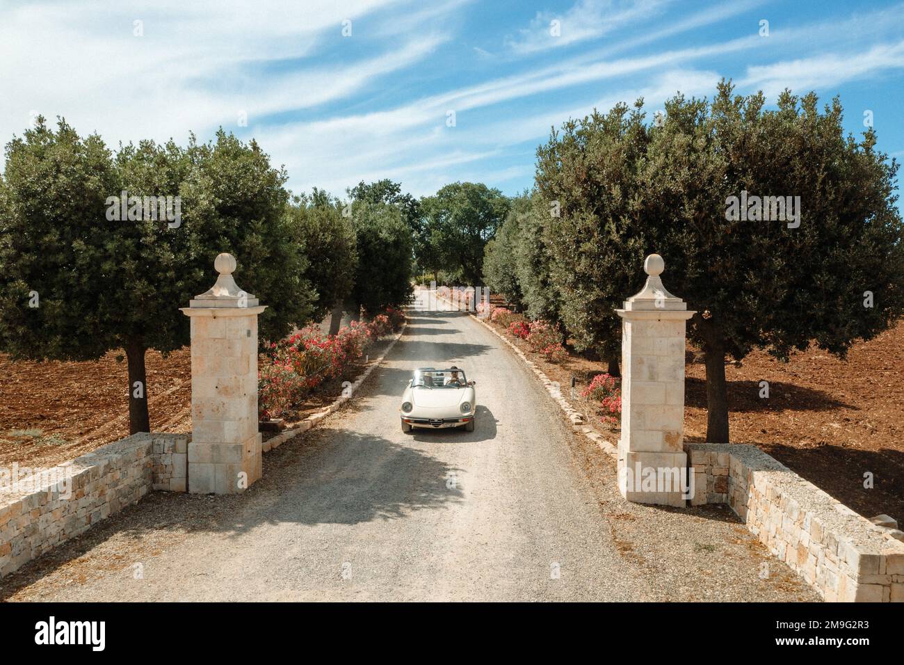 Couple in a vintage car driving in a vineyard Stock Photo - Alamy