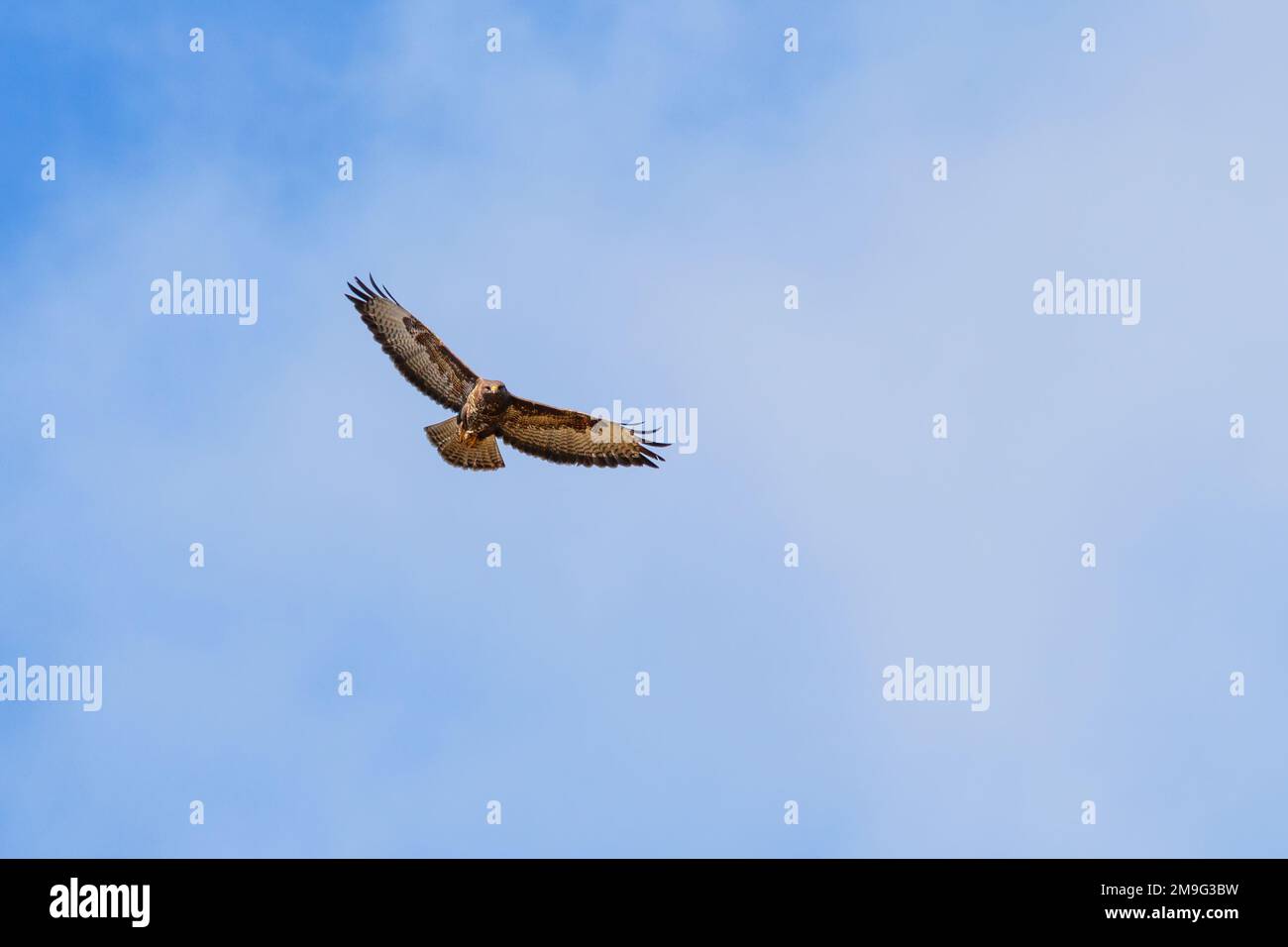 Common Buzzard flying on a summer sky Stock Photo - Alamy