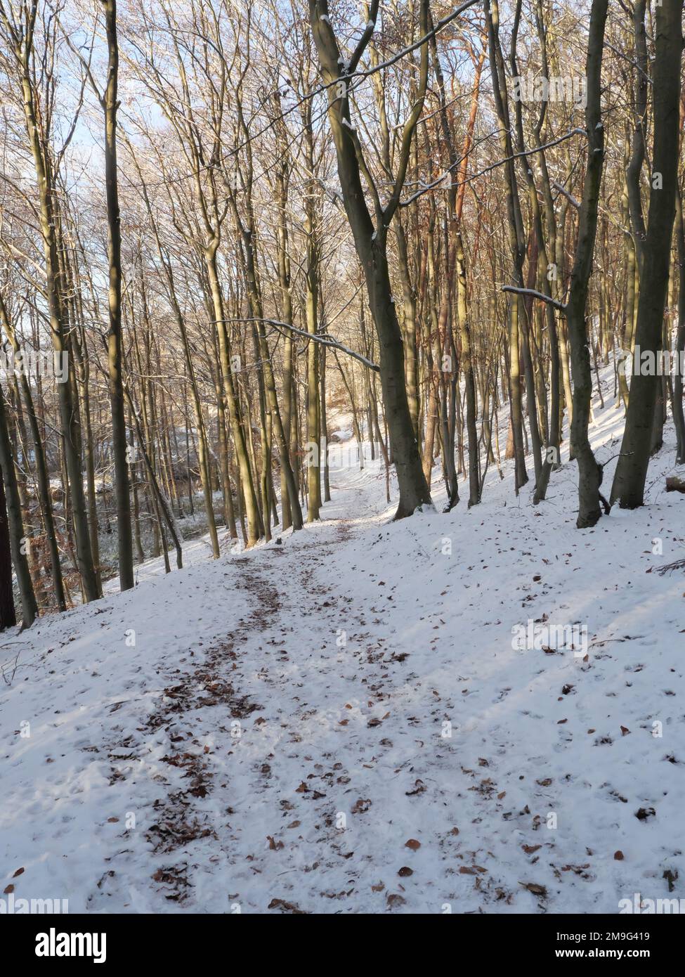 Walk through winter snowy forest hi-res stock photography and images ...