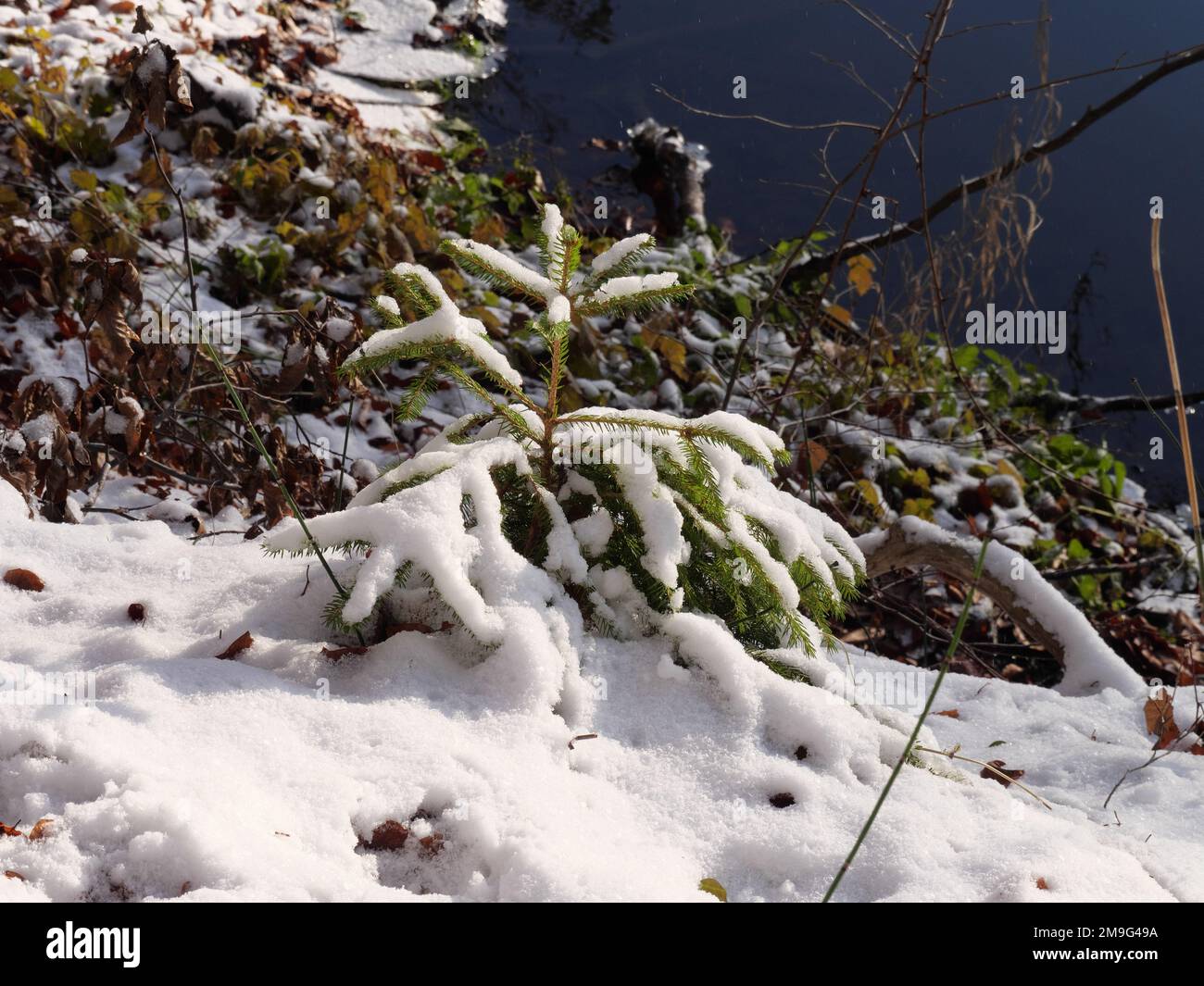 Conifer covered hi-res stock photography and images - Alamy