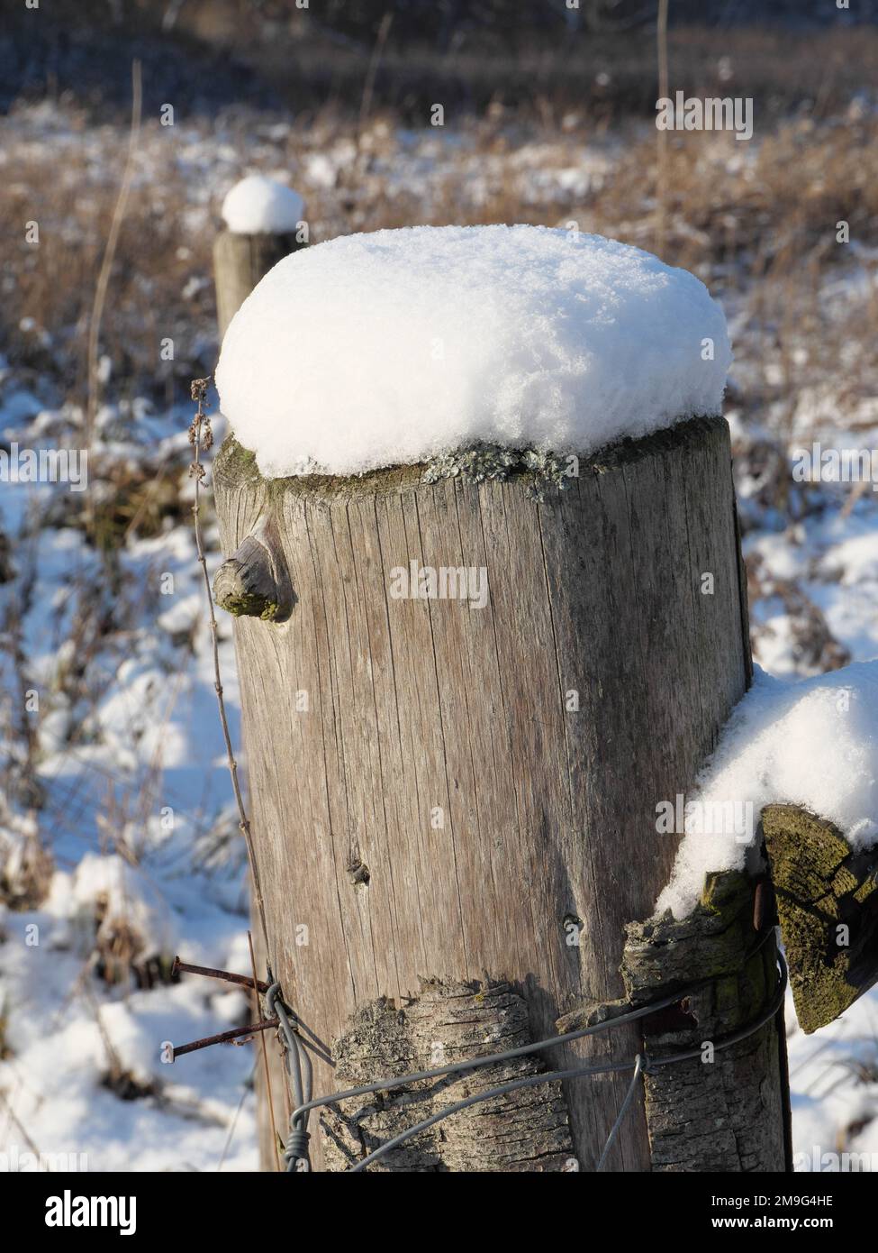 Round wooden posts of a wooden fence covered with snow hoods at a ...
