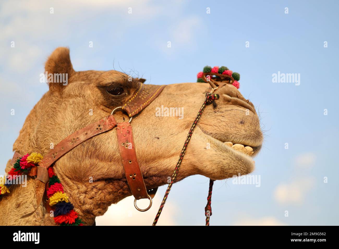 A closeup portrait of a decorated camel face at the Pushkar camel fair ...
