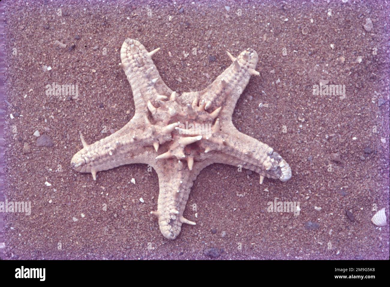 A seashell or sea shell, also known simply as a shell, is a hard ...