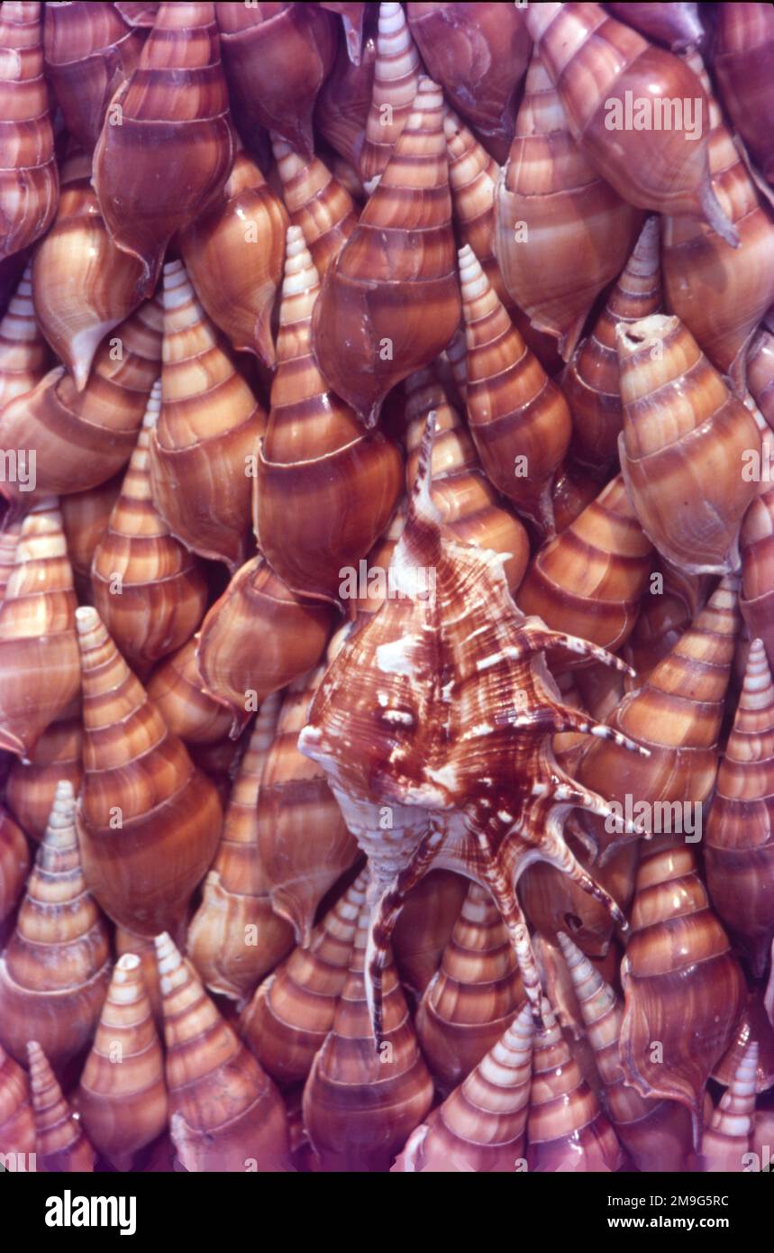 A seashell or sea shell, also known simply as a shell, is a hard ...