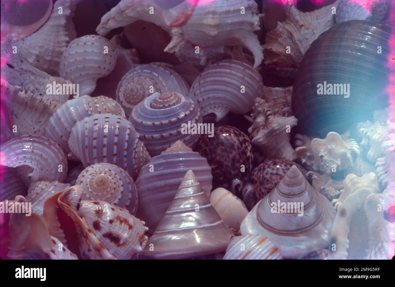 A seashell or sea shell, also known simply as a shell, is a hard ...