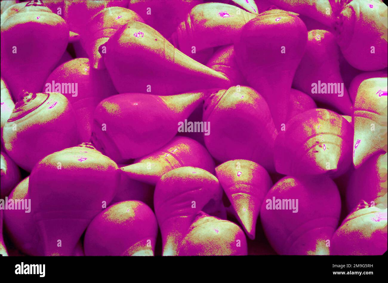 A seashell or sea shell, also known simply as a shell, is a hard ...