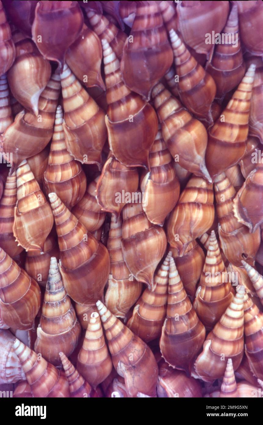 Mantle tissue hi-res stock photography and images - Alamy