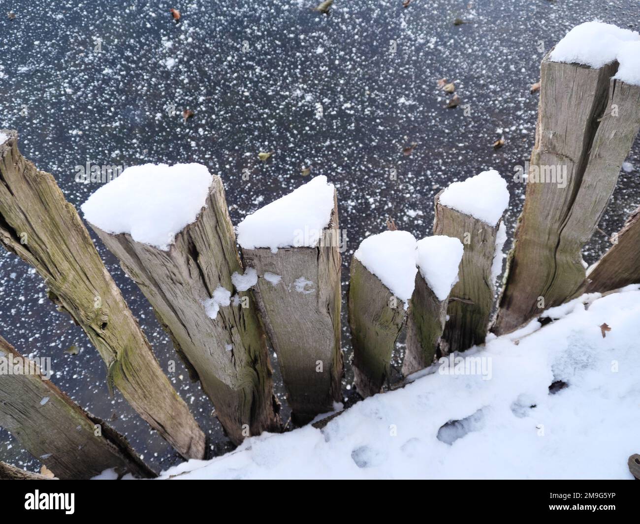 Wooden poles covered with snow as bank reinforcement on the shore of a ...