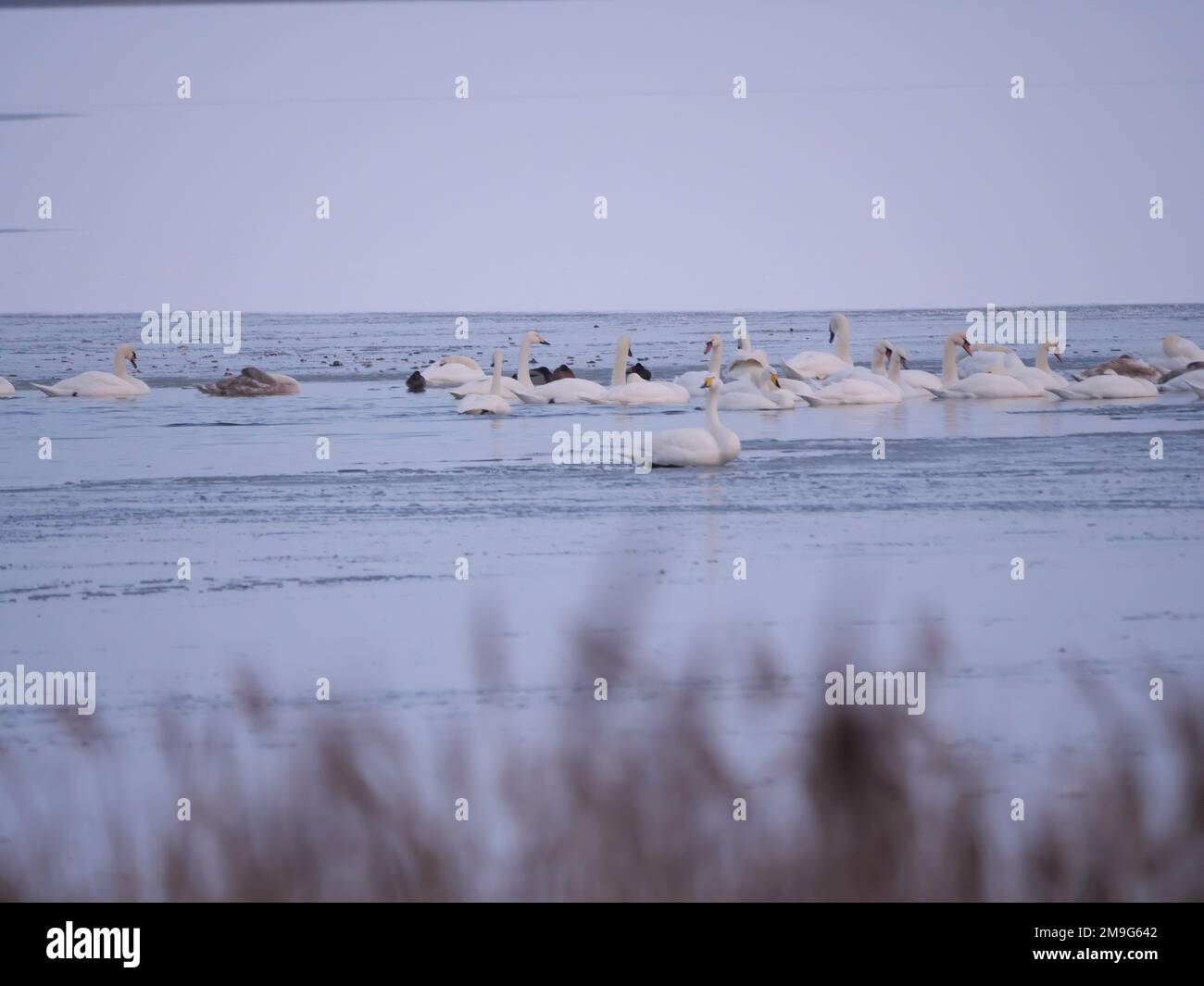 Swans on ice near hi-res stock photography and images - Alamy