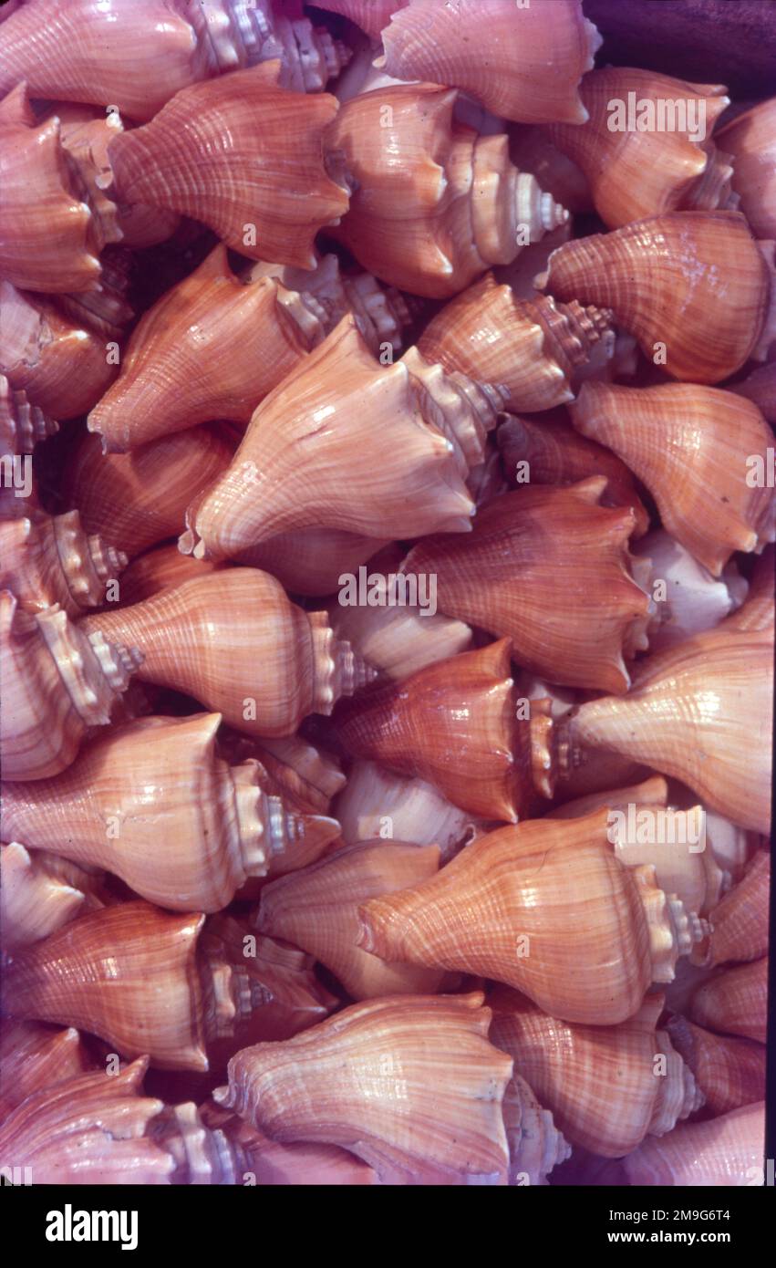 A seashell or sea shell, also known simply as a shell, is a hard ...
