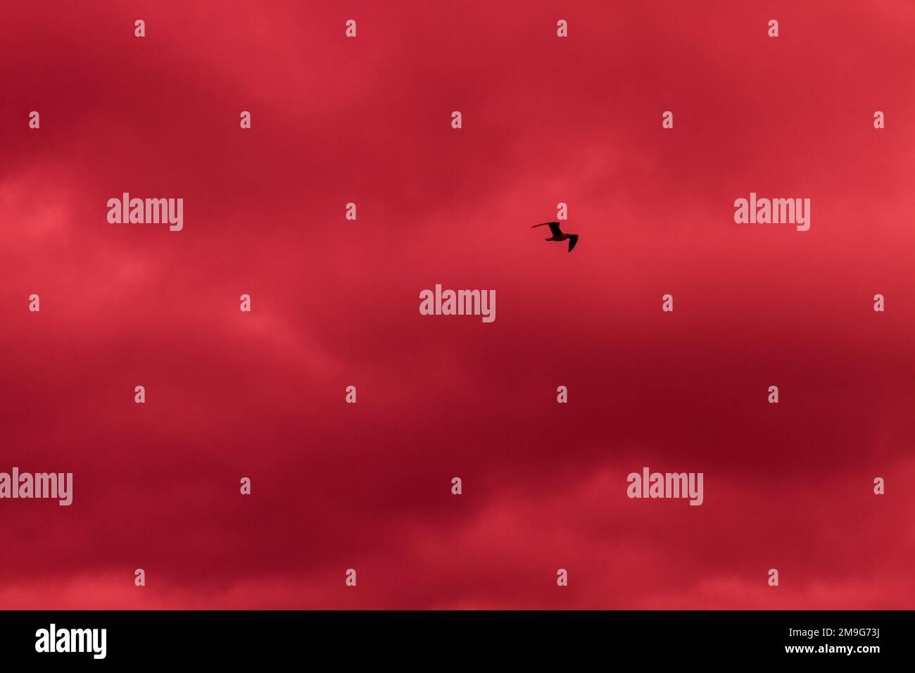 Fiery red sky. Blood clouds. Horror. Background, banner. Horror ...