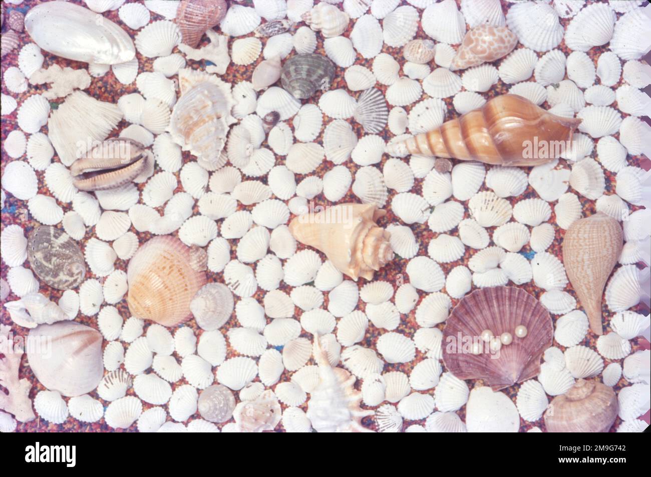 Larges shells hi-res stock photography and images - Alamy
