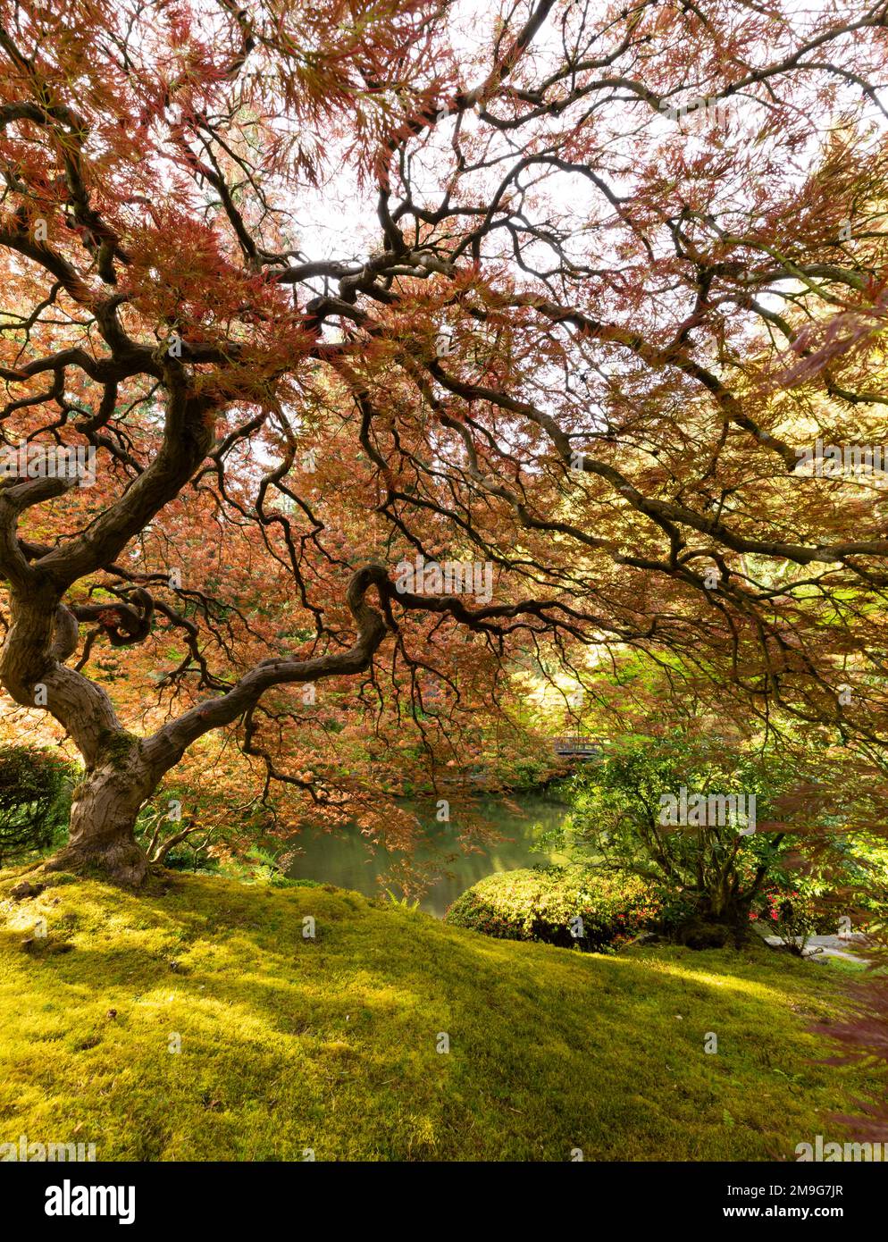 Garden forest park trees hi-res stock photography and images - Alamy