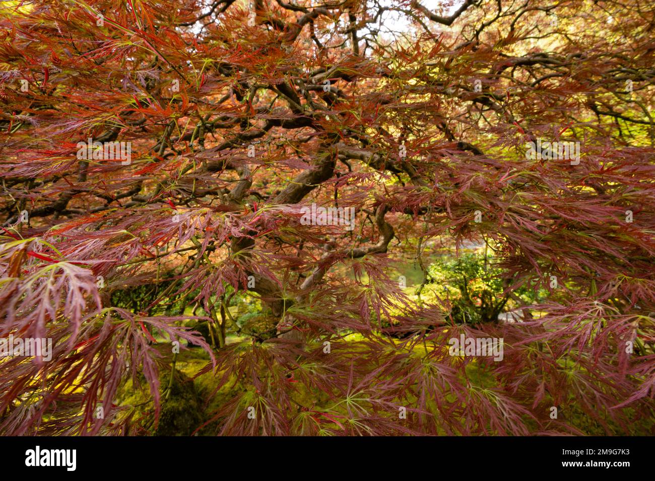 Oregon portland forest park hi-res stock photography and images - Alamy