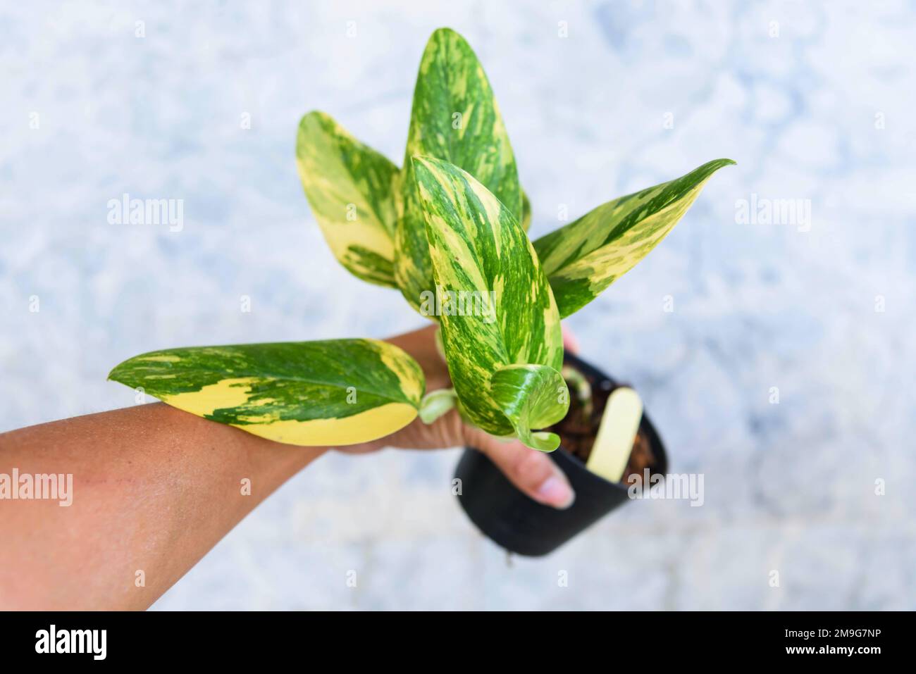 Monstera standleyana aurea variegated in the pot Stock Photo - Alamy