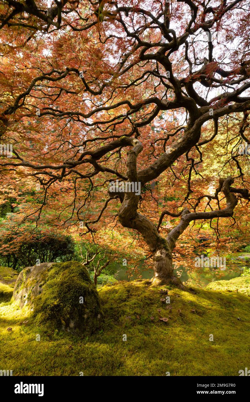 View autumn trees japanese hi-res stock photography and images - Alamy