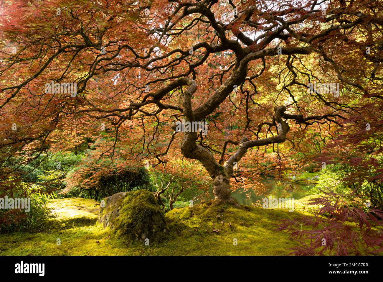Japanese garden view hi-res stock photography and images - Alamy