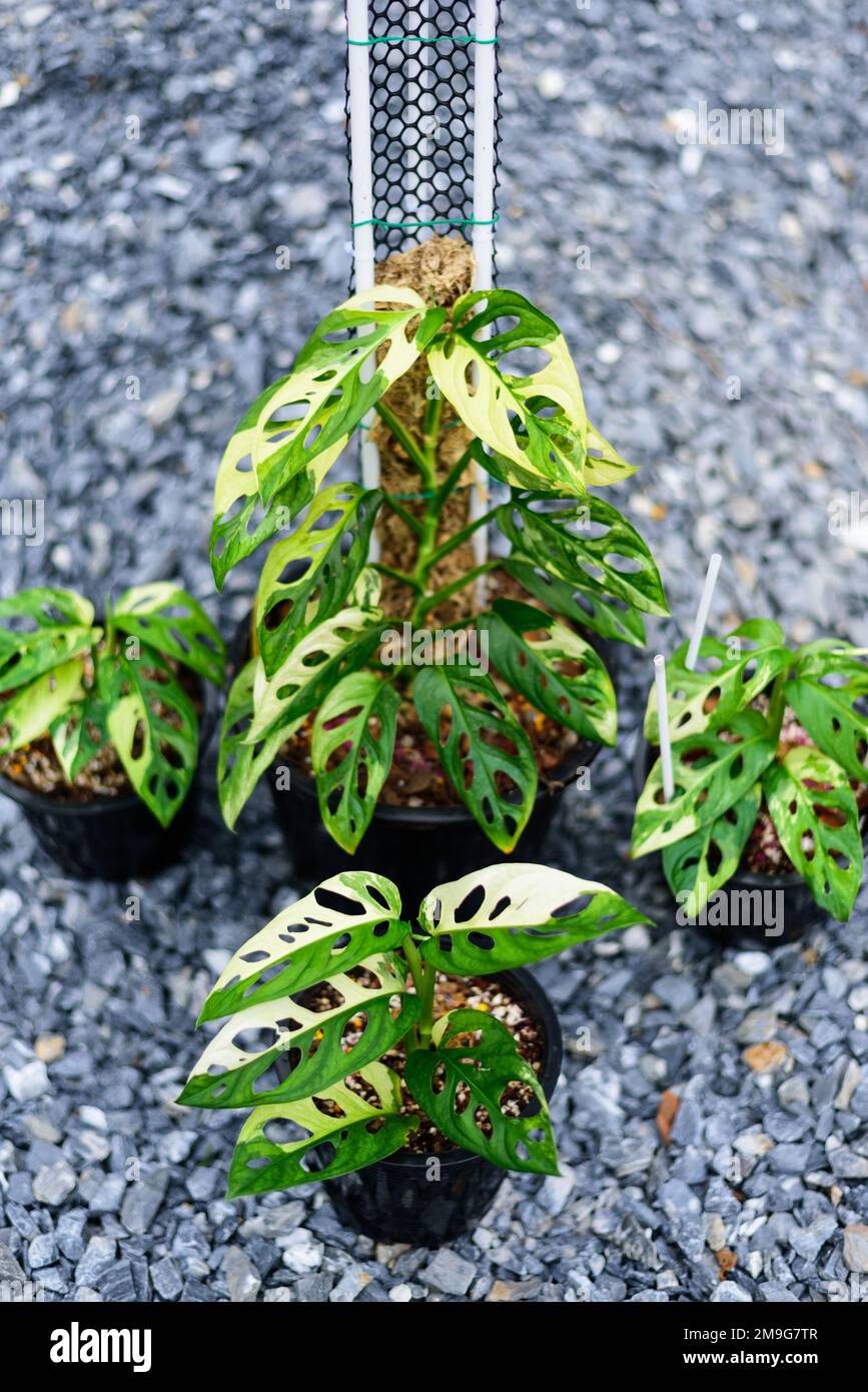 Monstera adansonii albo variegated giant Stock Photo - Alamy
