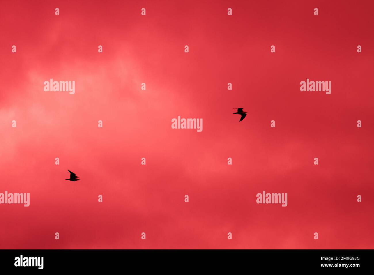 Fiery red sky. Blood clouds. Horror. Background, banner. Horror ...