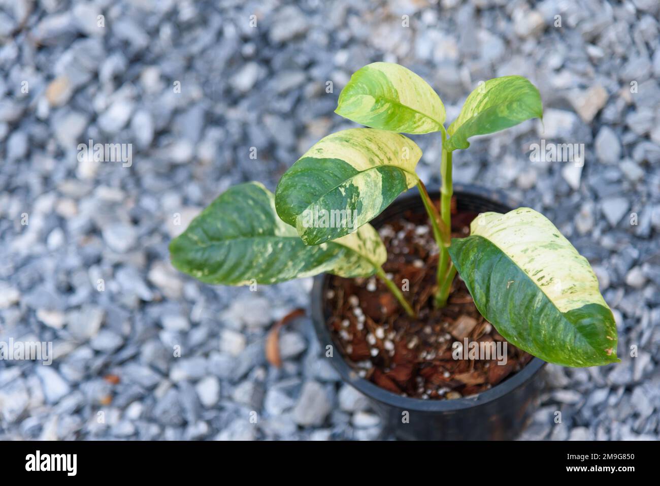 rhaphidophora puberula variegated in the pot Stock Photo - Alamy