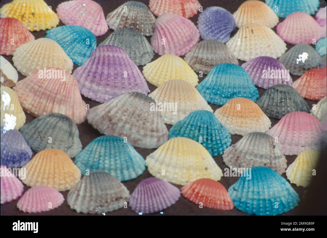 A seashell or sea shell, also known simply as a shell, is a hard ...