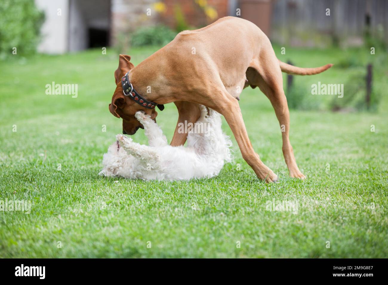 Big rhodesian ridgeback playing with small maltese dog in the garden ...