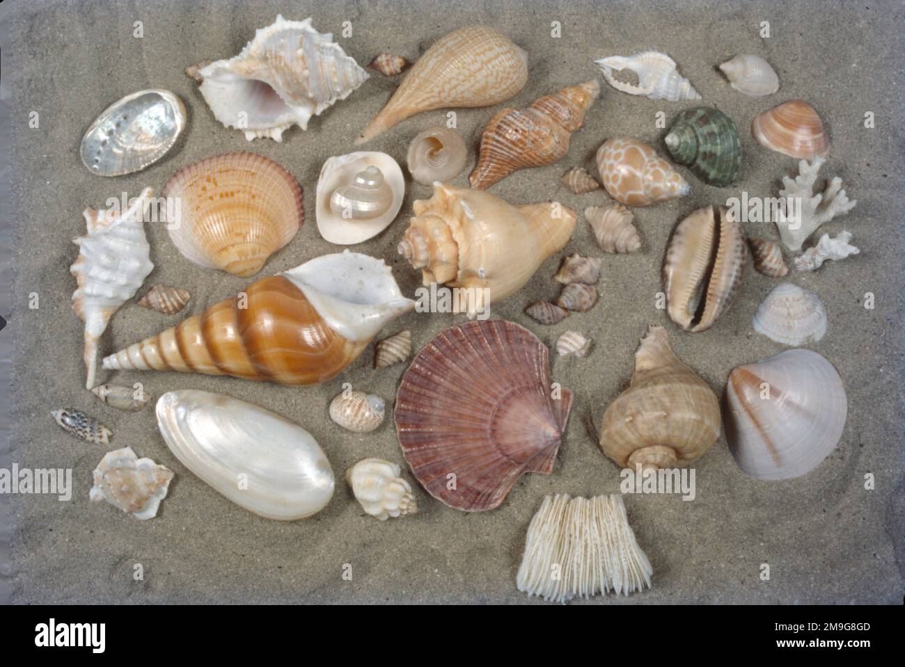Diff types of shells hi-res stock photography and images - Alamy