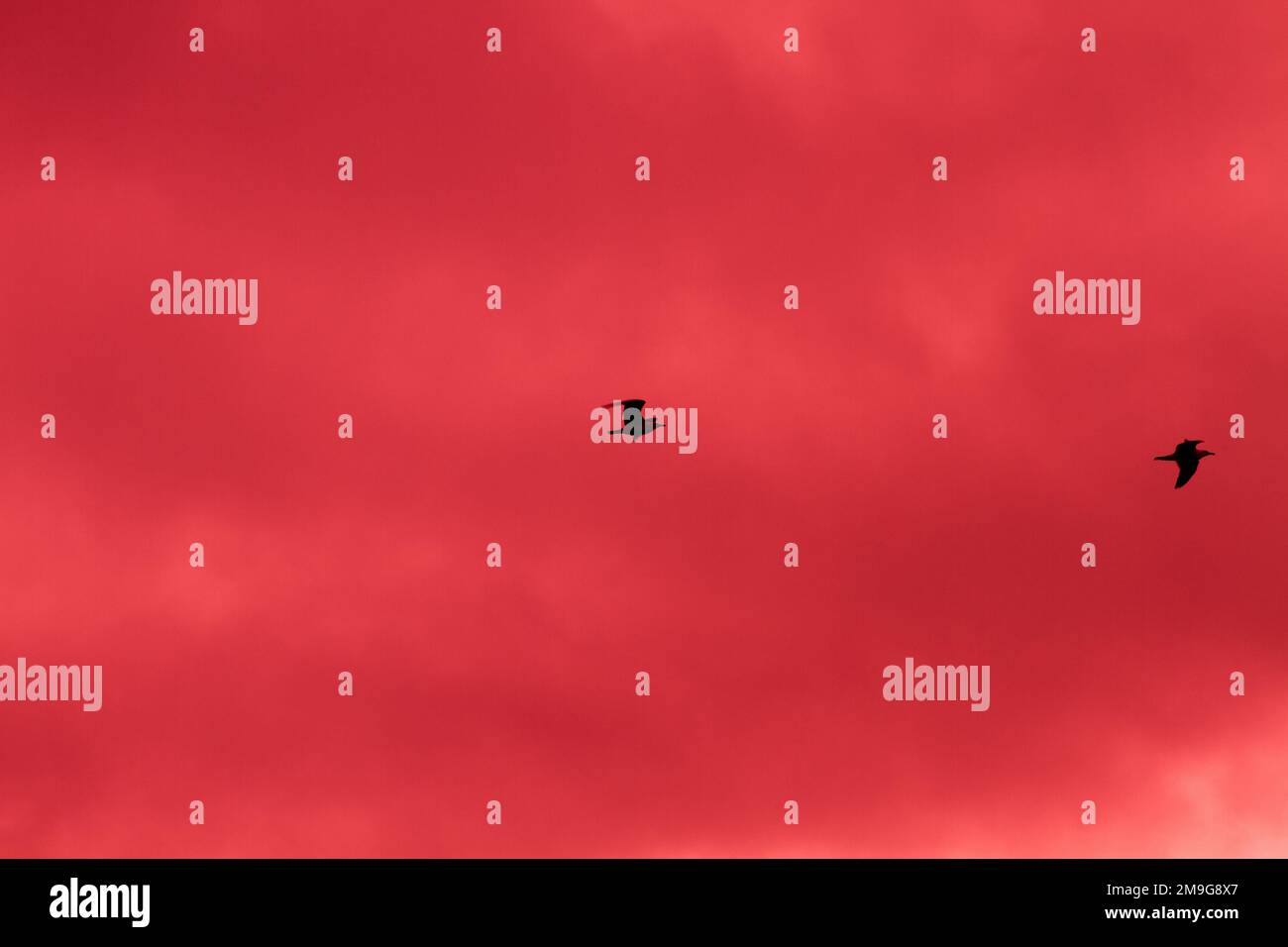 Fiery red sky. Blood clouds. Horror. Background, banner. Horror ...