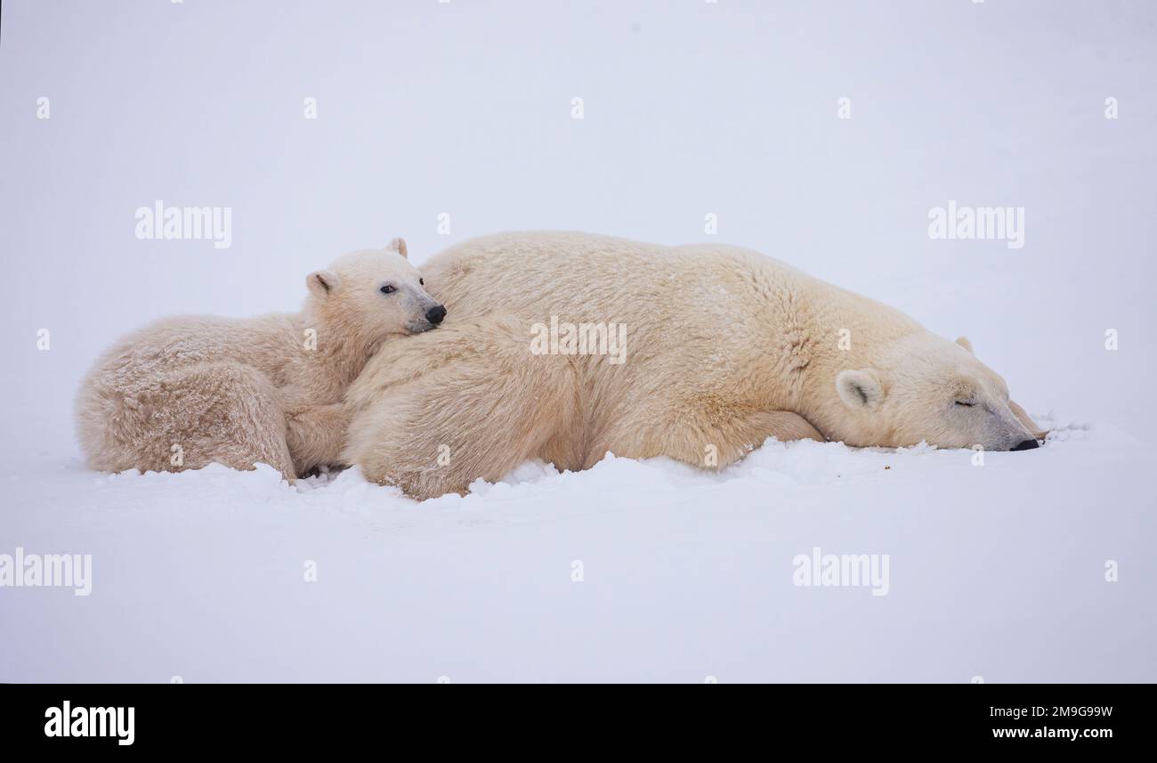 A closeup shot of a polar bears lying on the snow Stock Photo - Alamy