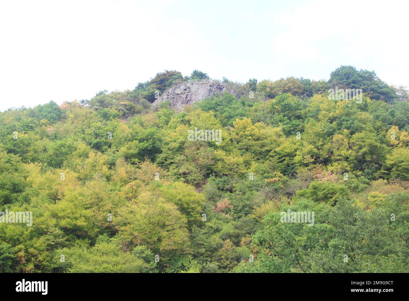 a cliff with trees and shrubs planted Stock Photo - Alamy