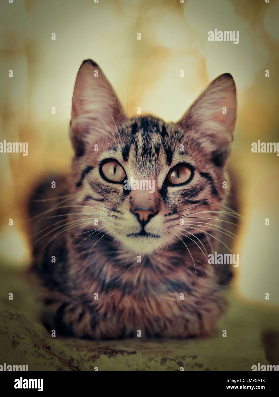 A vertical shot of a cat looking upwards against a blurred background ...