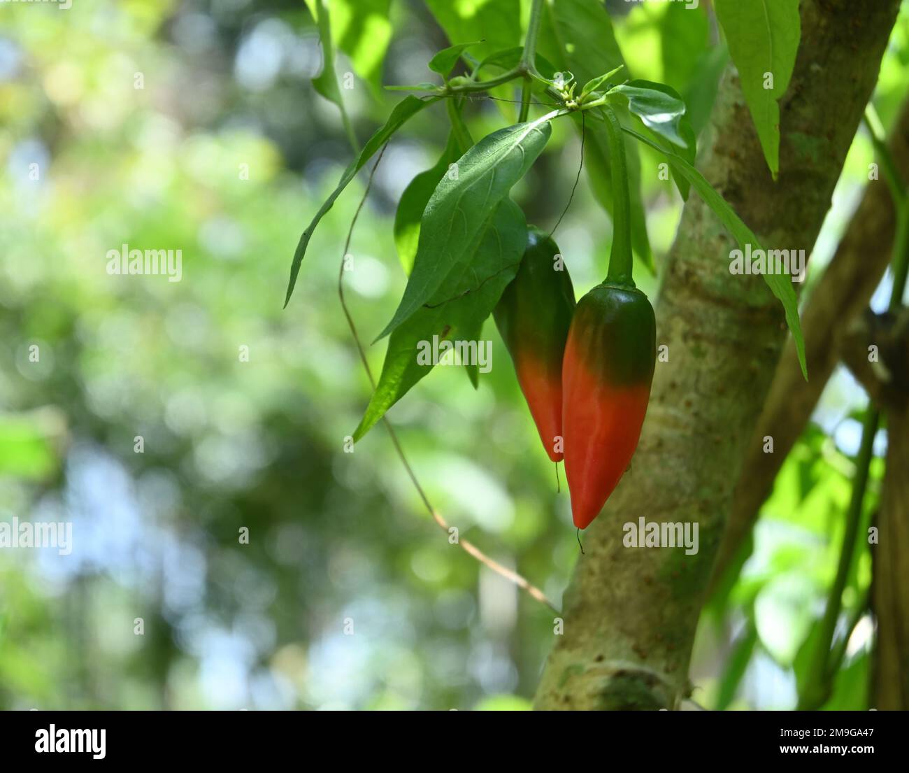 Side view of a ripening red chilli hanging from a chilli branch Stock ...