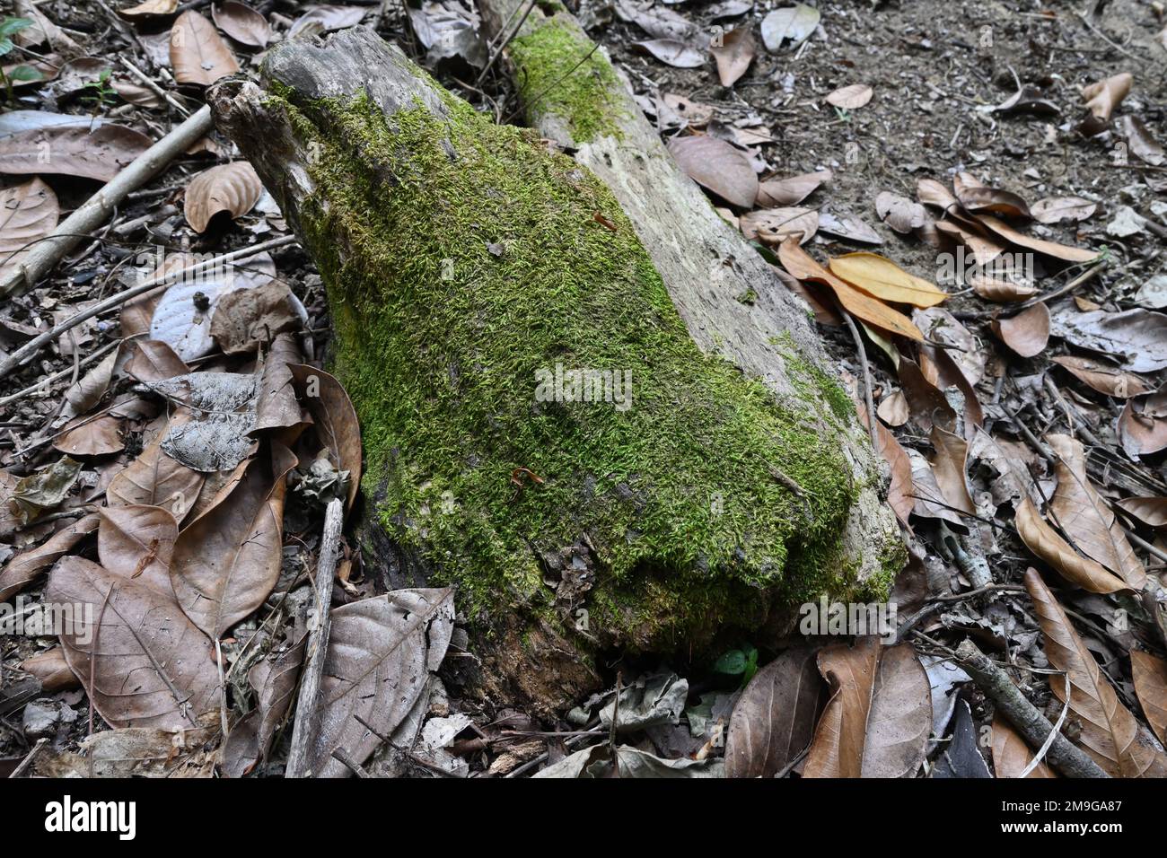 Algae grown on a declining wood stem on the ground which was covered by ...