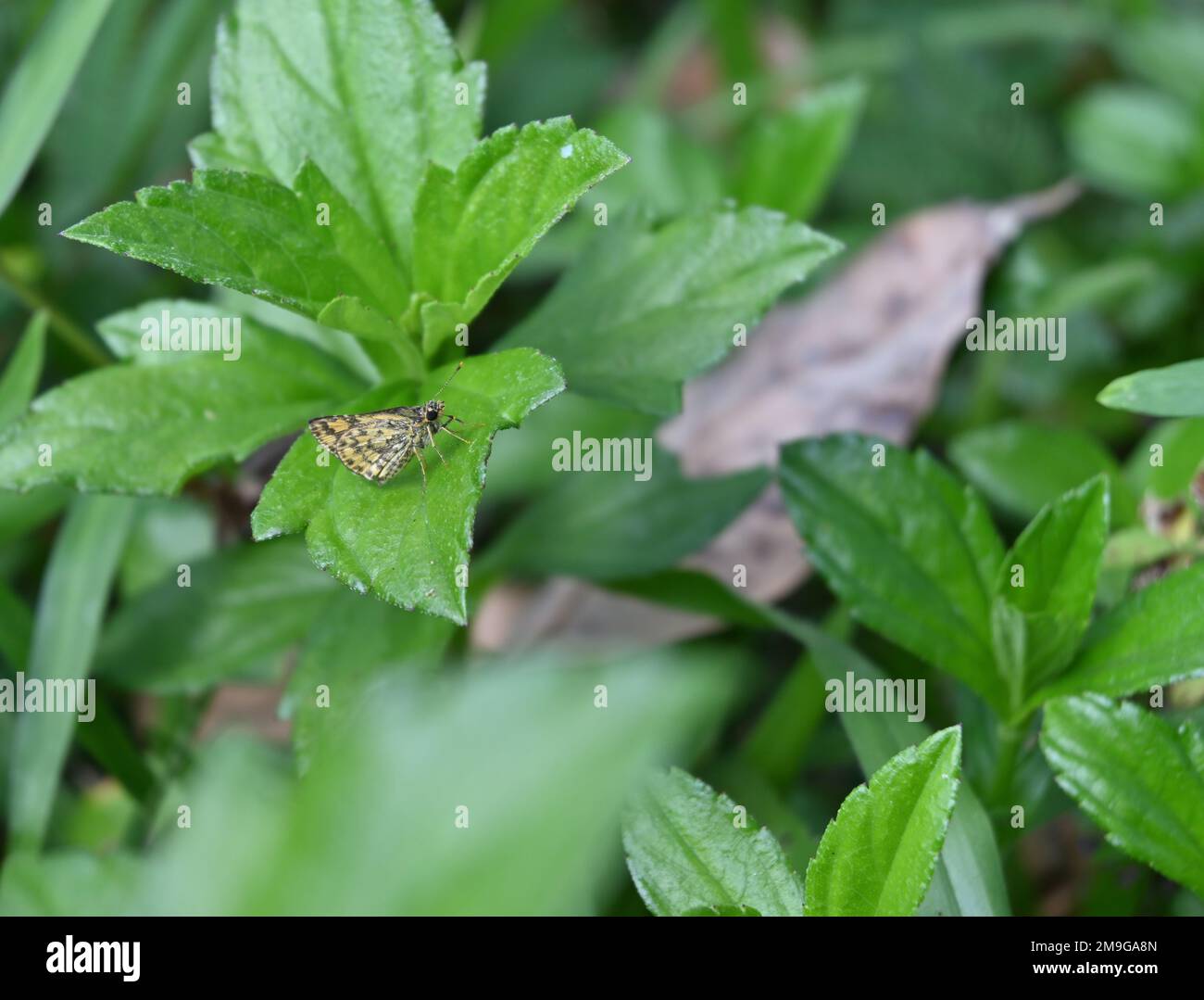 Common bush hopper butterfly hi-res stock photography and images - Alamy