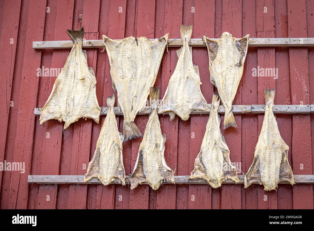 Stockfish hanging out to dry, Lofoten Islands, Nordland, Norway Stock ...