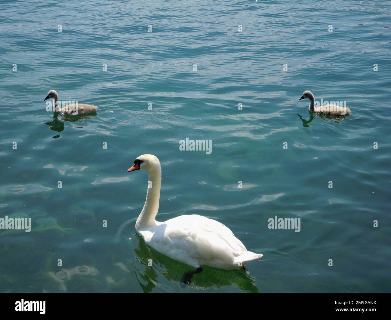 Swan, Zurich, Schweiz, Europe Stock Photo - Alamy