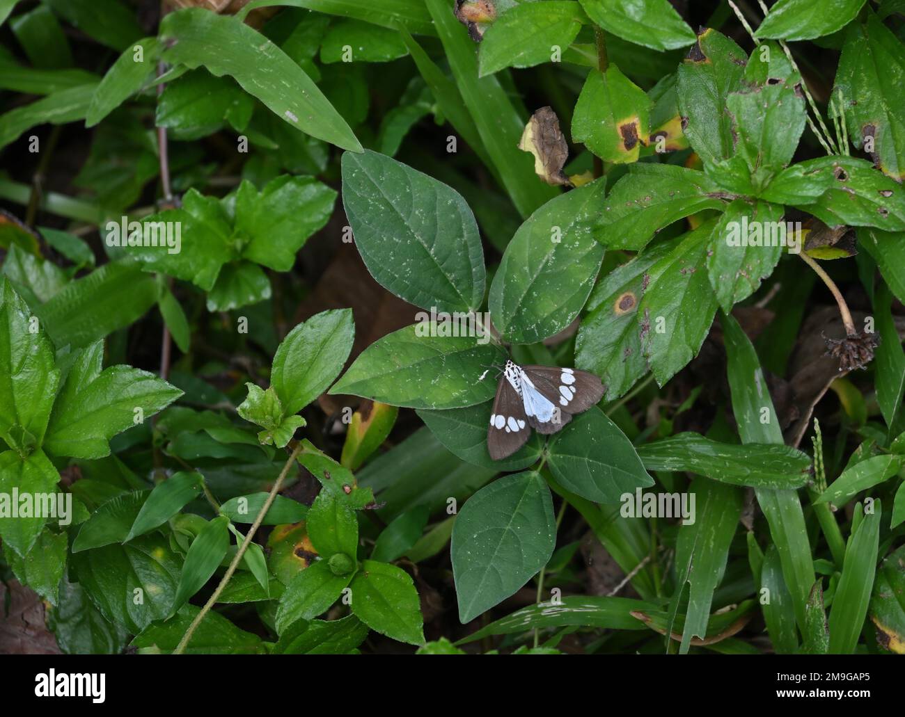 View from above of a triangular shaped black and white moth resting on ...