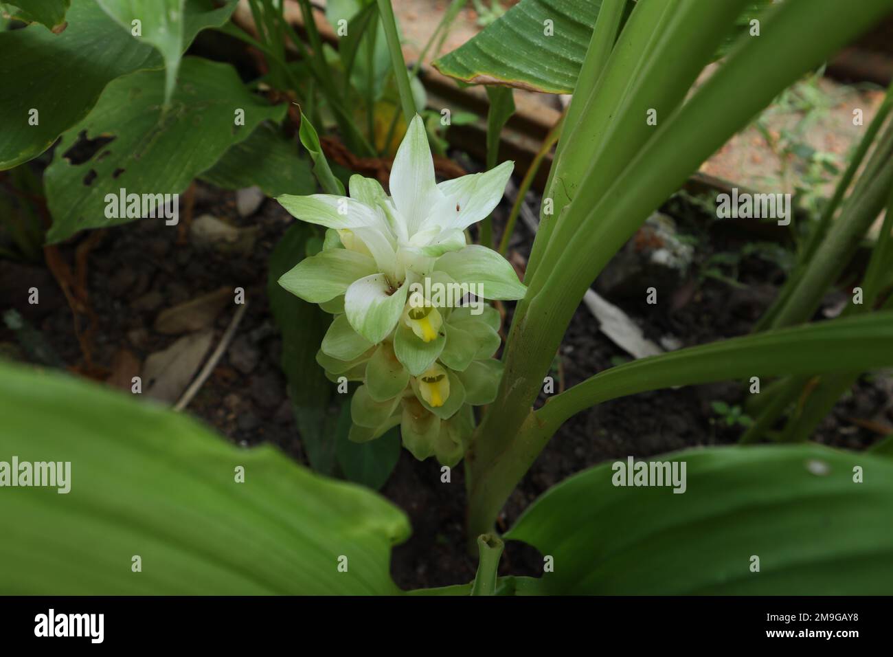 High angle view of a Turmeric inflorescence blooming turmeric flowers ...